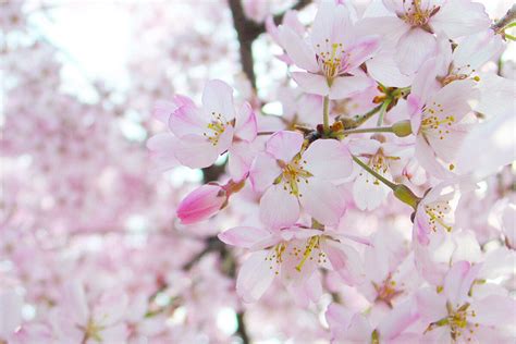 「桜色」と「cherry（チェリー）」の色はまったくの別モノ！ 桜色は実はソメイヨシノの色でもなく……【日本の伝統色】 Ecナビ