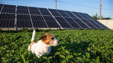 Наземные солнечные панели стоит ли устанавливать Buduemo Com профессиональный строительный