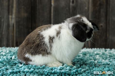 Holland Lop Color Chart Holland Lop Rabbit Colors Ohio Holland Lops