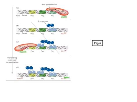 Structuregenome Organisationgene Regulation Of Lambda Phage Pptx
