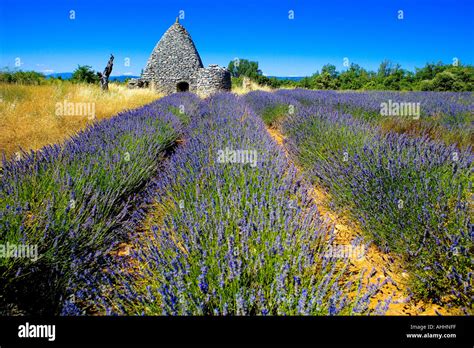 Casa In Pietra Con Campo Di Lavanda Lavandula Angustifolia Immagini E