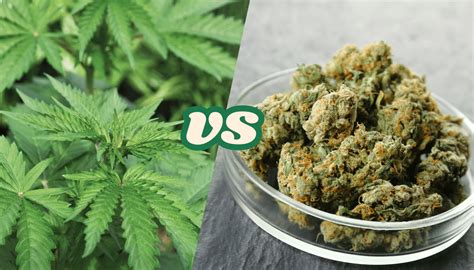 Hemp Vs Cannabis Key Differences You Should Know