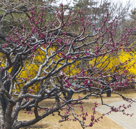 꽃들 복숭아꽃 복숭아 꽃 핑크 Pixabay의 무료 사진 Pixabay