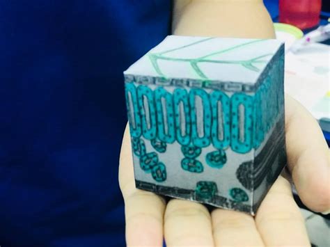 Igcsebiology Gcse Biology Olevel Leaf Structure Palisade Mesophyll Layer Fun Learning