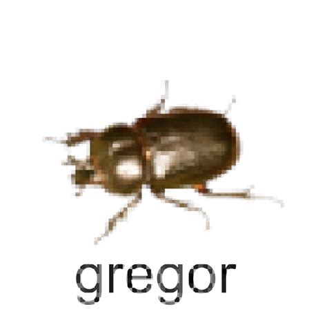Hi Welcome To Chilis Discover 470 Bugs With Names Ideas On This Pinterest Board Bugs Names