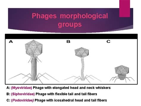 Bacteriophage Bacteriophage Phage Were Rst Described In 1915