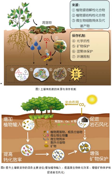 不同视角下理解的土壤有机碳固定机制 2024年第12期（总第54期） 江苏省土壤学会