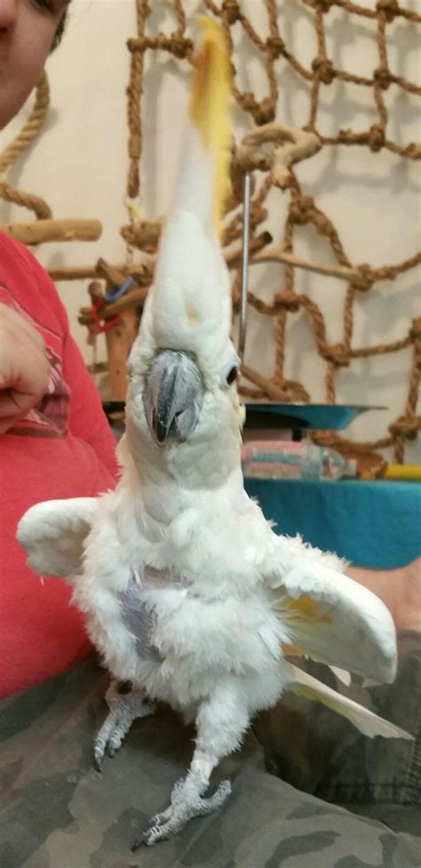 Kiki Citron Crested Cockatoo Needs A Forever Home Please Go To And Fill Out An