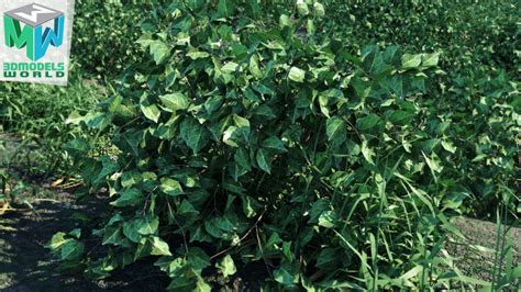 Create Realistic Shrubs In Maya Content Browser Tutorial Quickly 3d