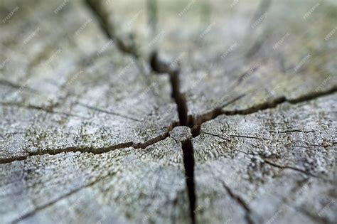 premium photo abstract tree trunk wooden texture