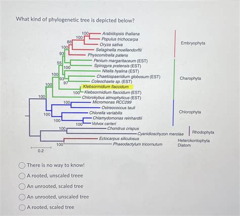 Solved What Kind Of Phylogenetic Tree Is Depicted
