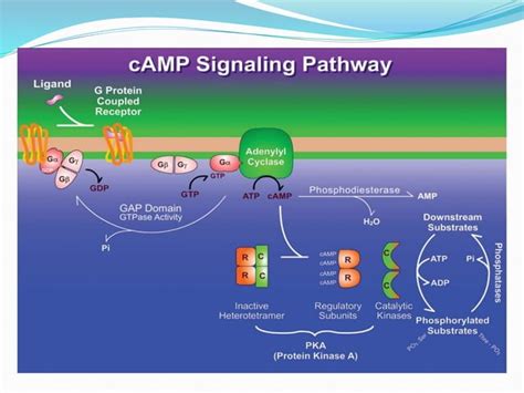 Cyclic Amp Pathway Ppt