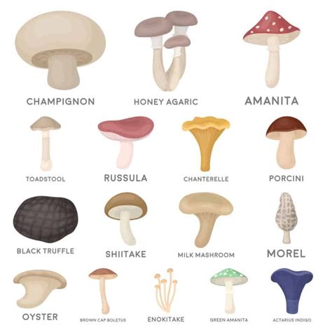 Edible Mushrooms Pictures