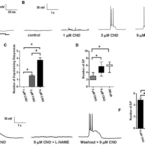 Excitation Of Mpfc Pyramidal Neurons Pn Enhances Operant Responding