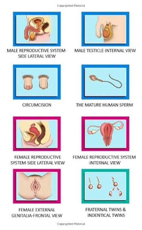 Human Sexual Anatomy