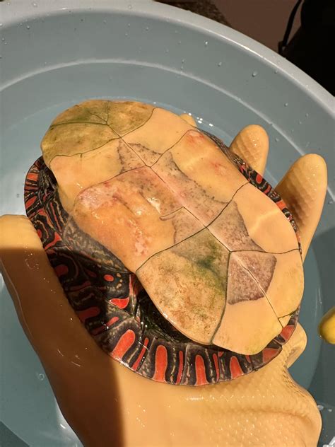 Is This Shell Rot R Turtle