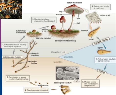 Bio 2 Exam 2 Fungi Flashcards Quizlet