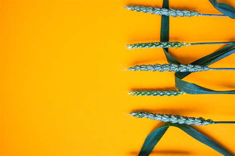 실제 잔디로 만든 장식으로 밝은 배경 노란색 배경에 잔디 클로즈업 텍스트 시리얼 식물을 위한 복사 공간 건강한 생활방식에 대한 스톡 사진 및 기타 이미지 Istock