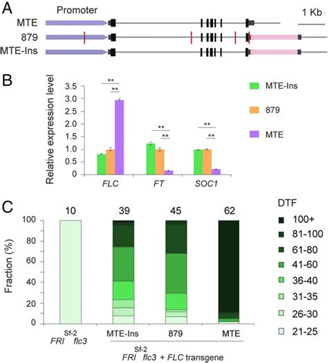 Qtl Mapping Analysis Of Flowering Time A Distribution Of Flowering Download Scientific