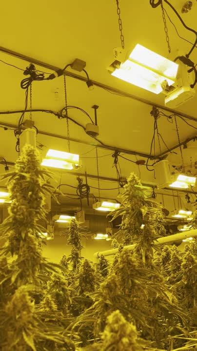 Scott Dybas On Linkedin Ceiling Mounted Cell Humidifier In Action If Youre Attending Mj Biz…