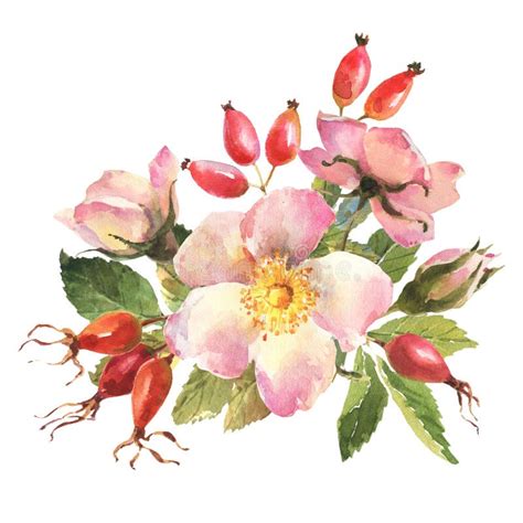 Botanical Wild Rose Flower Watercolor Watercolor Bouquet Of Rose Hip