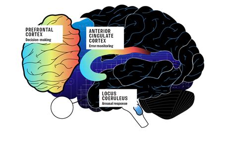 Updating The Brain — Parts Of The Brain