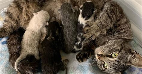 Apr S Des Jours Derrance Une Chatte Et Ses Petits Trouvent Le Chemin Dun Refuge Et