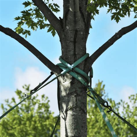 What Is Tree Bracing Cabling Brockley Tree