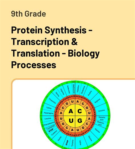Use A Codon Wheel To Transcribe And Translate Dna Sequences Quizzes