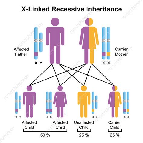 X Linked Recessive Inheritance Illustration Stock Image F0428155