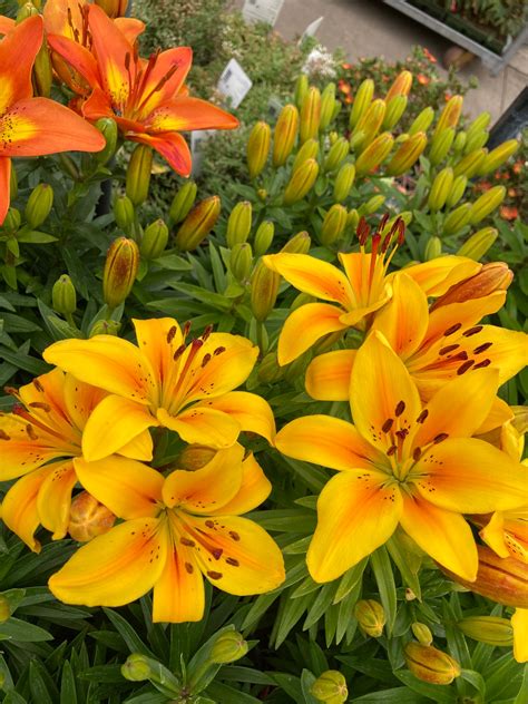 Mixed Colours Of Asiatic Lily Tiger Lily Pixie Lilium Asiatic 3 Bulbs Free Delivery Within