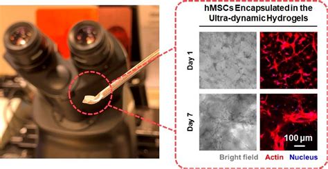 Cuhk Engineering Research Team Develops Novel Ultra Dynamic Hydrogel To Promote Differentiation