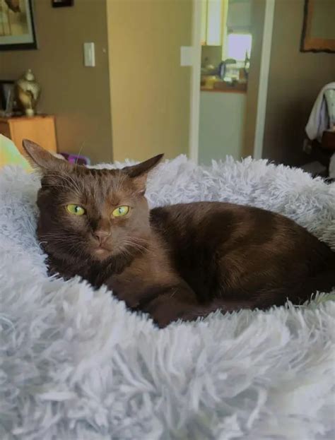 Photo Of Coco Chapman