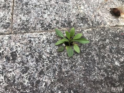 坚韧的意思同义词古语大山谷图库
