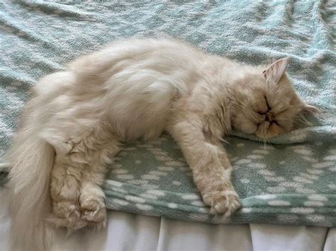 Doris Rescue And Rehoming Persian And Other Pedigree Cats