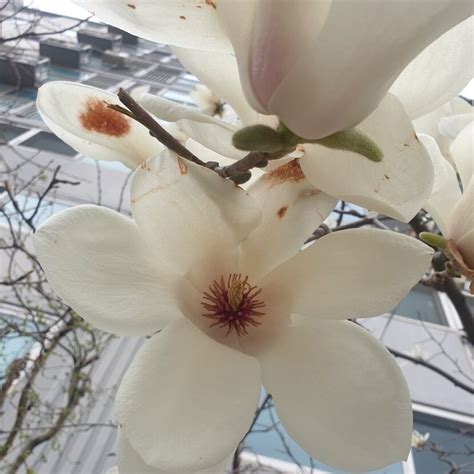 만개한 목련꽃 이쁘네요 뉴스트림