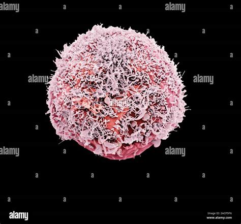 Mesenchymal Stem Cell Coloured Scanning Electron Micrograph Sem Of A