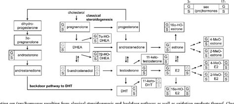 Figure 1 From Quantitative Analysis Of 34 Sex Pro Hormones Conjugates And Bioactive Oxidation