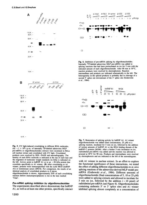 Rna Binding Specificity Of Hnrnp A1 Significance Of Hnrnp A1 High Affinity Binding Sites In Pre