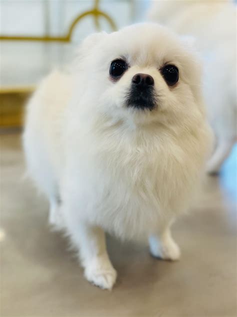 울산강아지분양 요크셔테리어분양가 새끼강아지분양 잉글리쉬불독 천안고양이분양 가정강아지분양 강아지입양 보더콜리 겨울이 강아지배변훈련 도그마루 홈스쿨 강아지훈련소 강아지