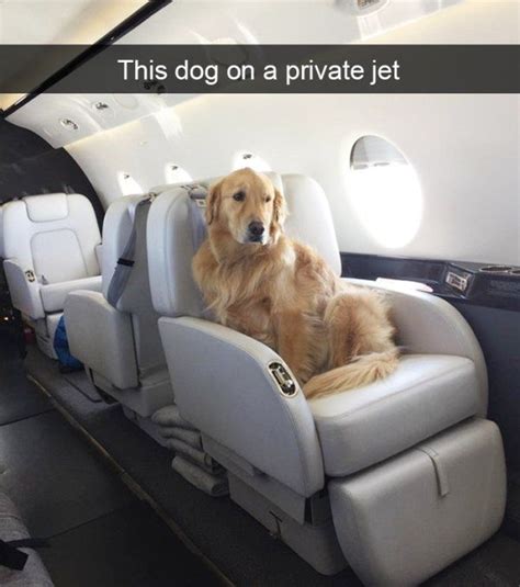 These Spoiled Dogs Are Living Their Best Lives 30 Pics Funnyfoto
