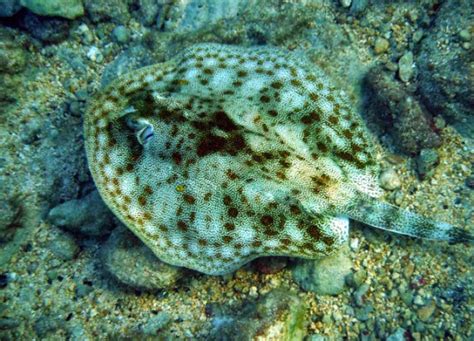 Yellow Stingray Mexico Fish Birds Crabs Marine Life Shells And