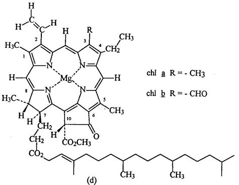叶子为什么呈现绿色 叶绿素