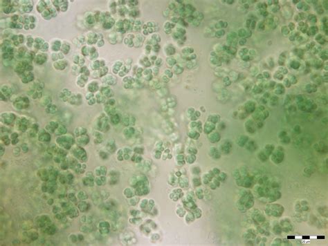 Xanthophyceae Класс Class Xanthophyceae 7 отрядов