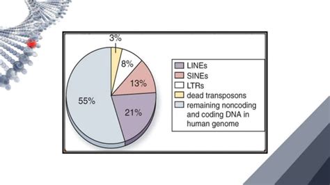 Non Coding Dna Pptx