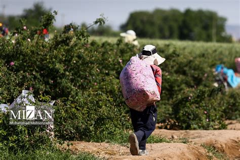 برداشت گل محمدی قم