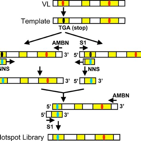 Pdf In Vitro Antibody Affinity Maturation Targeting Germline Hotspots