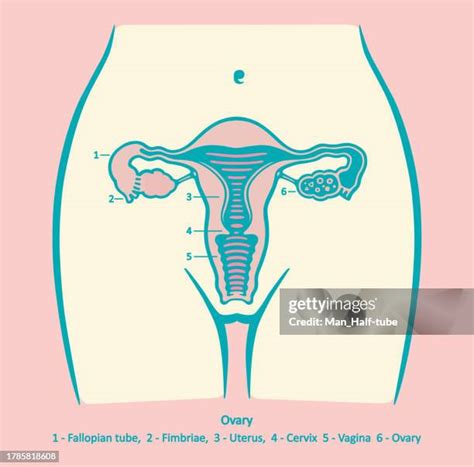 Cervix Diagram Photos And Premium High Res Pictures Getty Images