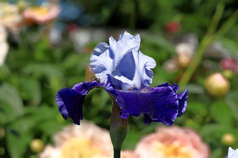 Iris Bunga Kebun Foto Gratis Di Pixabay Pixabay