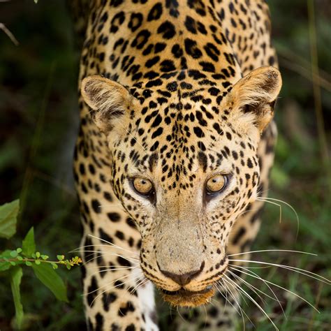 16 Day Sri Lanka Wildlife Tour Best Sri Lanka Safari Natural